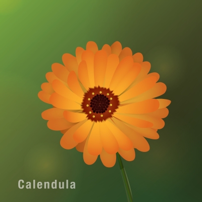 Benefits of Calendula Flower